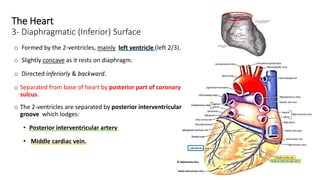 Anatomy of the Heart chambers and valves of the heart.pdf
