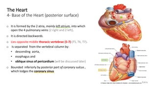Anatomy of the Heart chambers and valves of the heart.pdf