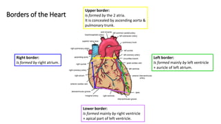 Anatomy of the Heart chambers and valves of the heart.pdf
