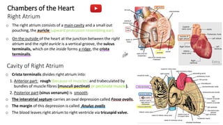 Anatomy of the Heart chambers and valves of the heart.pdf
