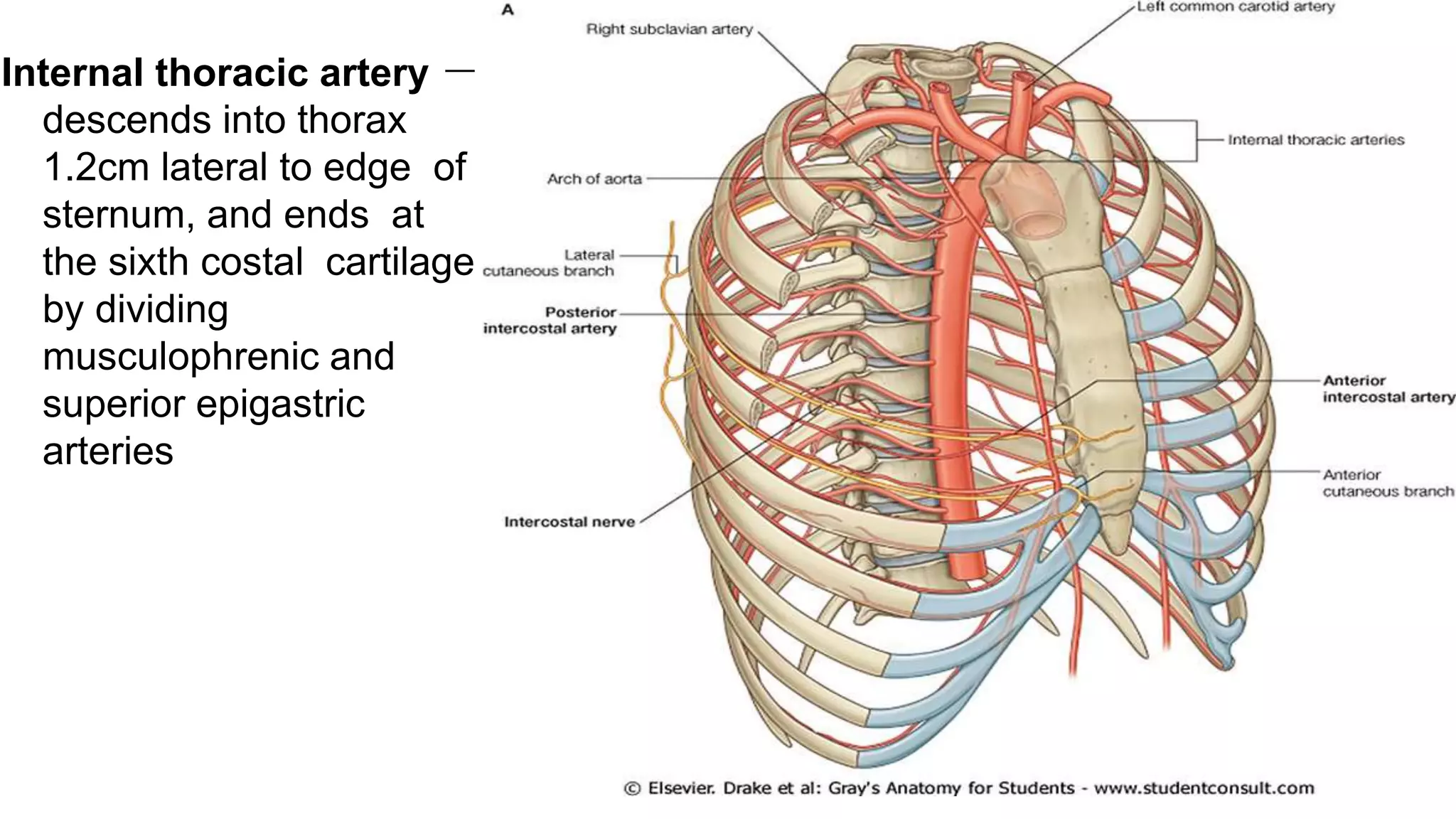 Anatomy of the thorax | PPTX