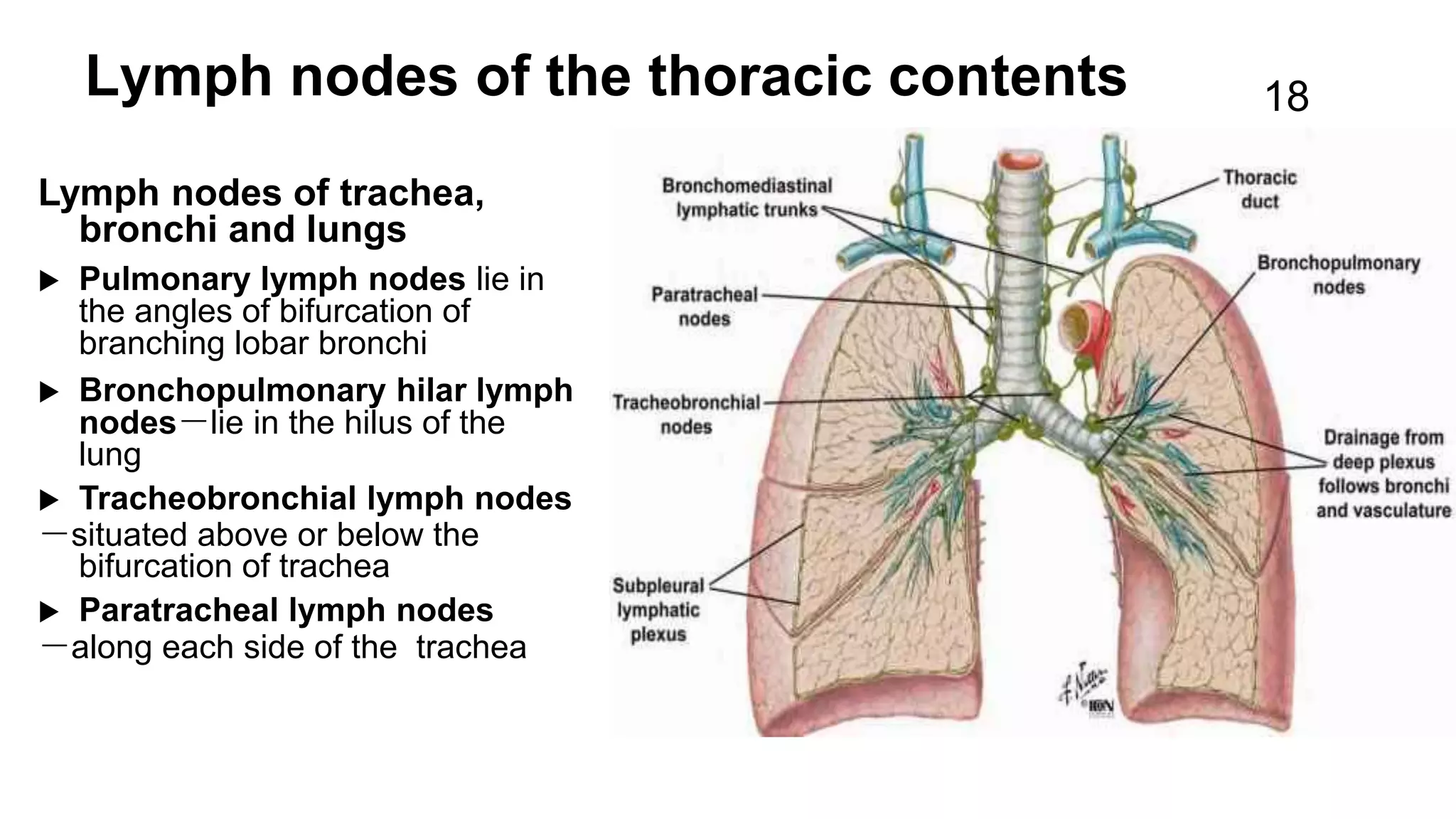Anatomy of the thorax | PPTX