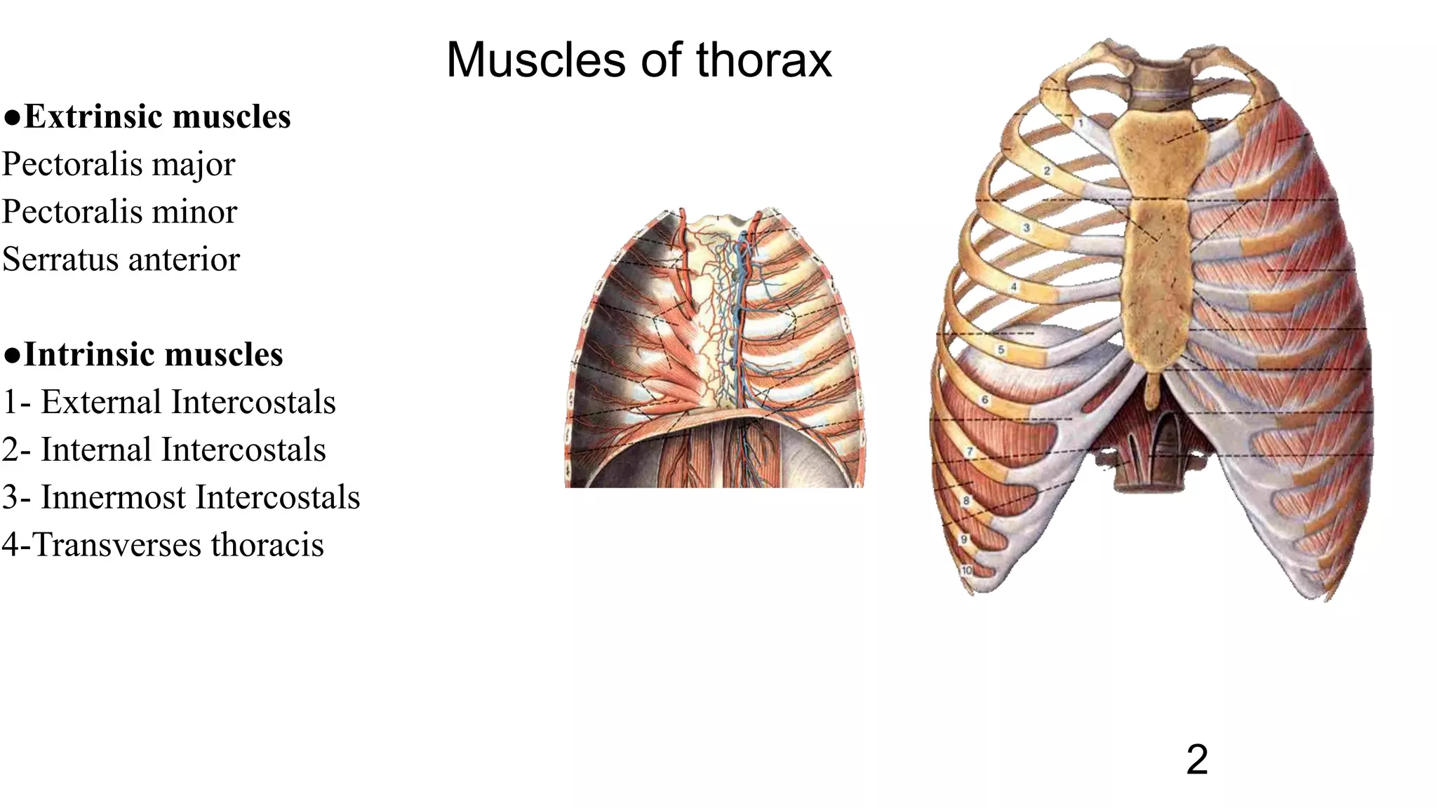 Anatomy of the thorax | PPTX