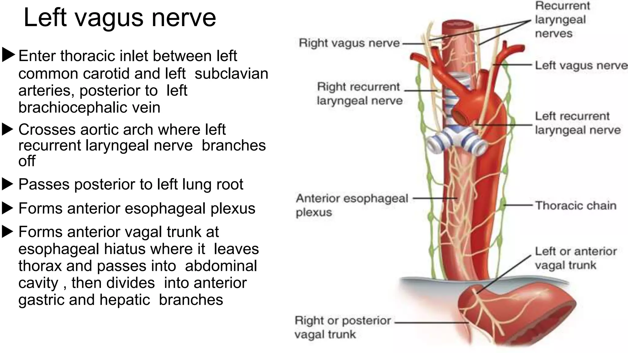 Anatomy of the thorax | PPTX