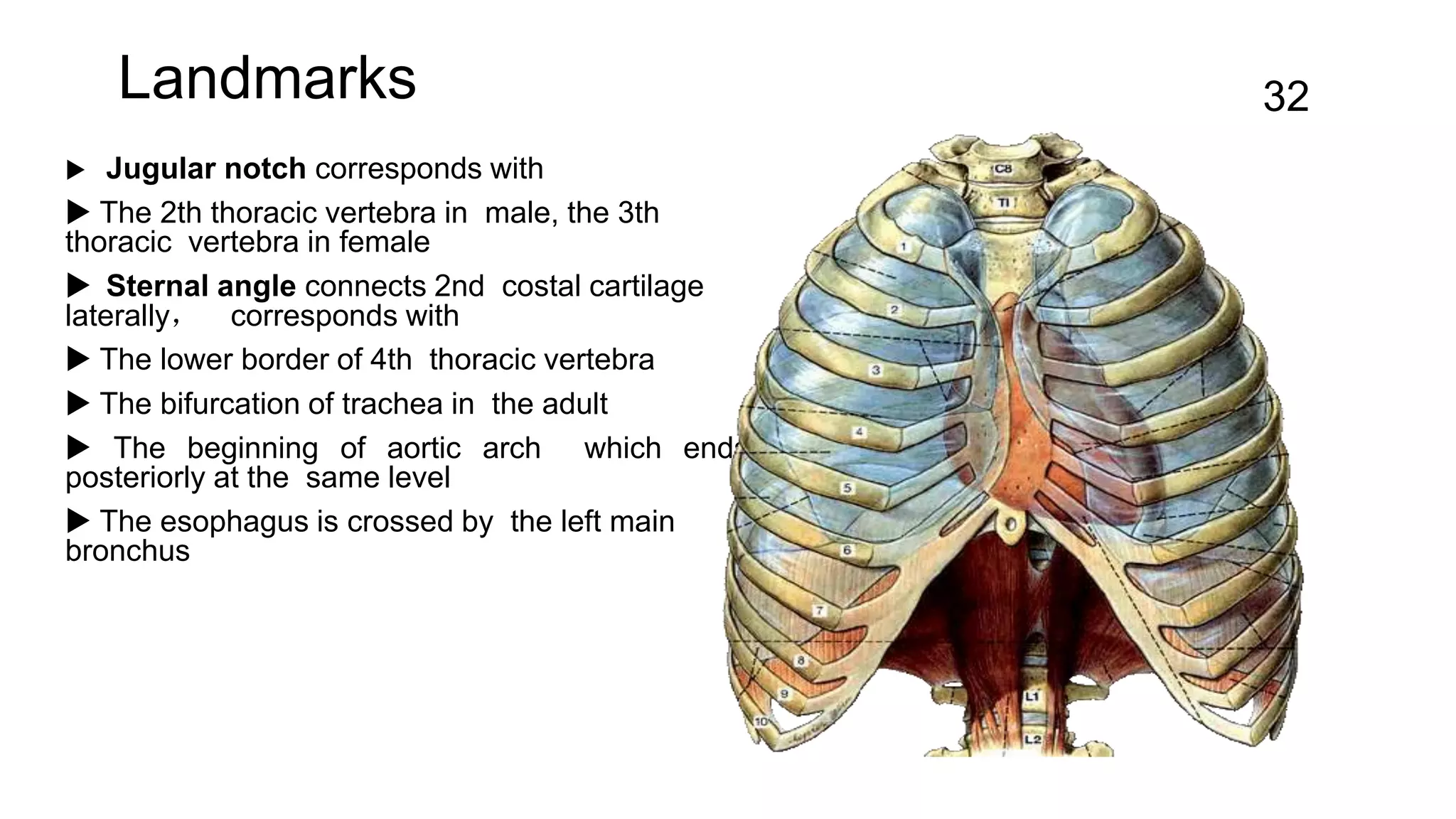 Anatomy of the thorax | PPTX