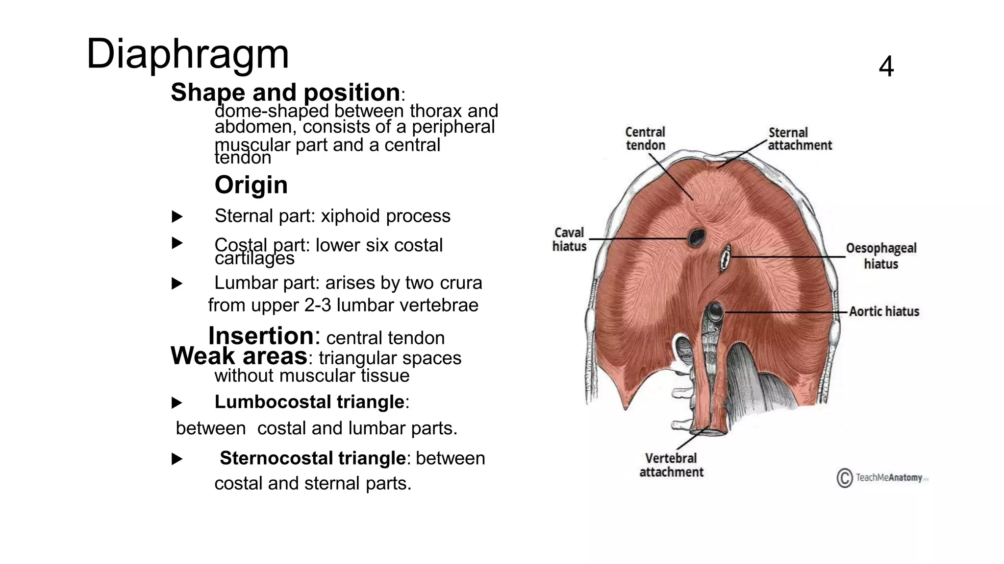 Anatomy of the thorax | PPTX