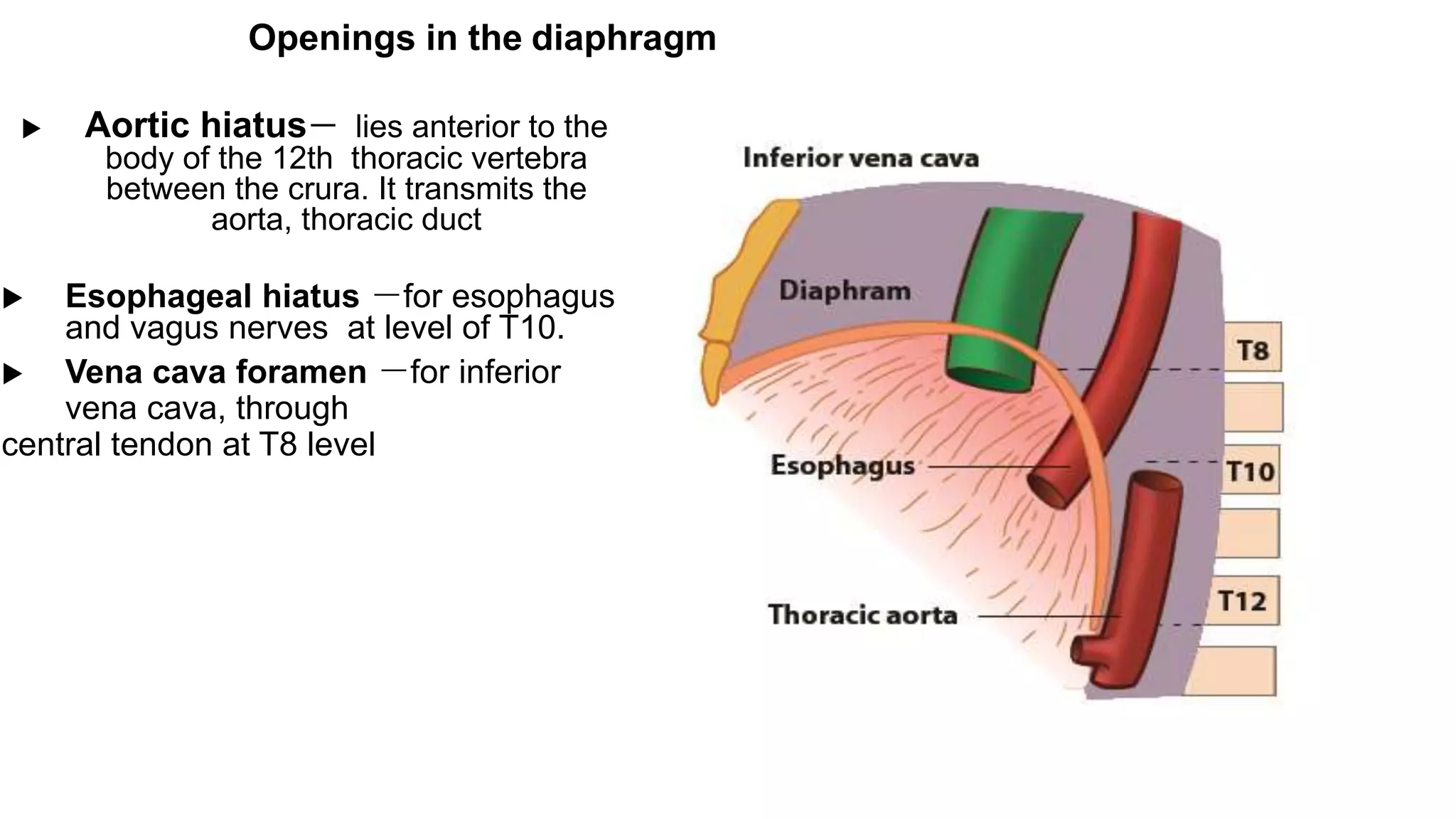 Aortic Hiatus Contents