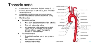 Anatomy of the thorax | PPTX