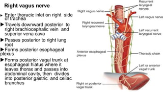 Anatomy of the thorax | PPT