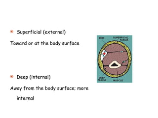 1.ANAT introduction | PPT | Biological Sciences | Science