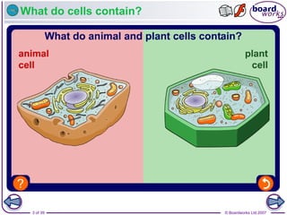 Year 10 - Plant and Animal Cells | PPT