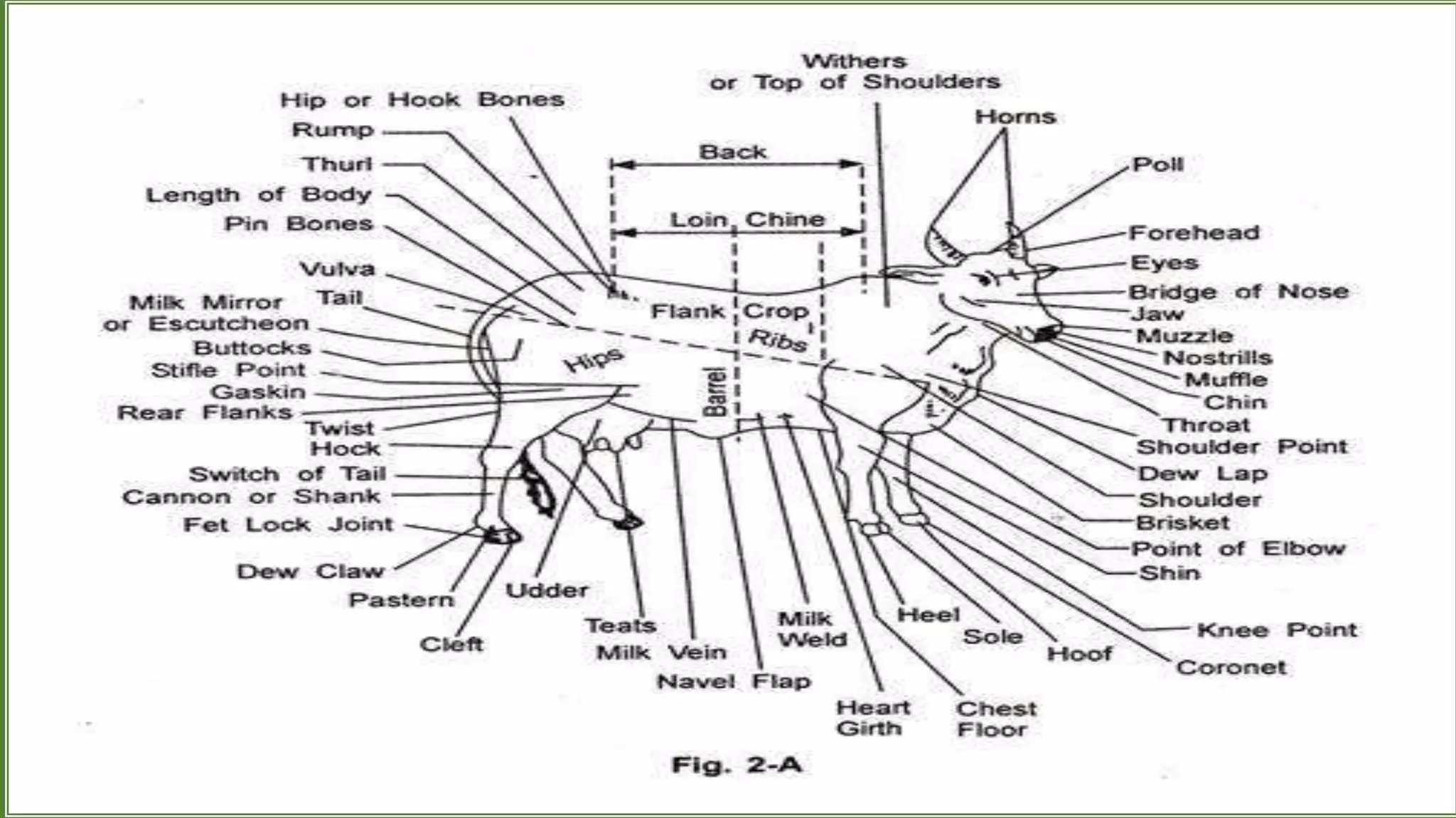 1-Animal external body parts.pptx