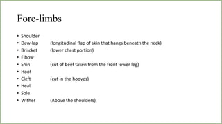 1-Animal external body parts.pptx