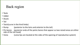 1-Animal external body parts.pptx