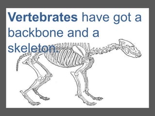 ANIMALS CLASSIFICATION | PPTX