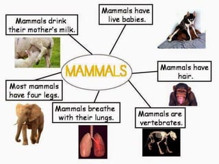 ANIMALS CLASSIFICATION | PPTX | Reptiles | Pets