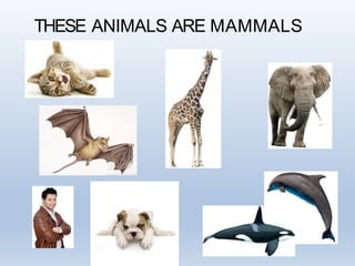 ANIMALS CLASSIFICATION | PPTX