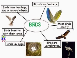 ANIMALS CLASSIFICATION | PPTX | Reptiles | Pets