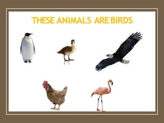 ANIMALS CLASSIFICATION | PPTX | Reptiles | Pets