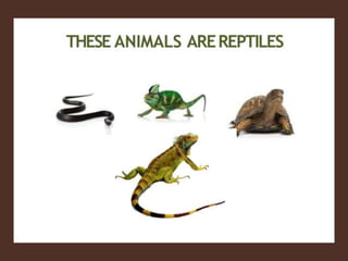 ANIMALS CLASSIFICATION | PPTX | Reptiles | Pets