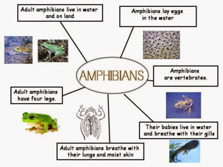 ANIMALS CLASSIFICATION | PPTX