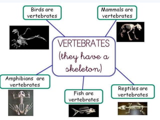 ANIMALS CLASSIFICATION | PPTX