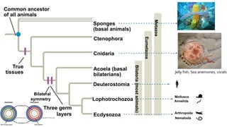 1-Animal taxonomy, evolution and genomics (1).pptx