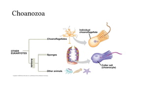 1-Animal taxonomy, evolution and genomics (1).pptx