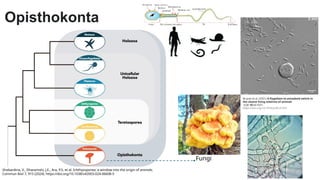 1-Animal taxonomy, evolution and genomics (1).pptx