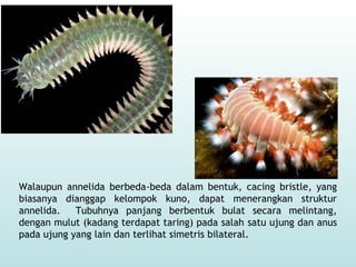 1 annelida | PPT