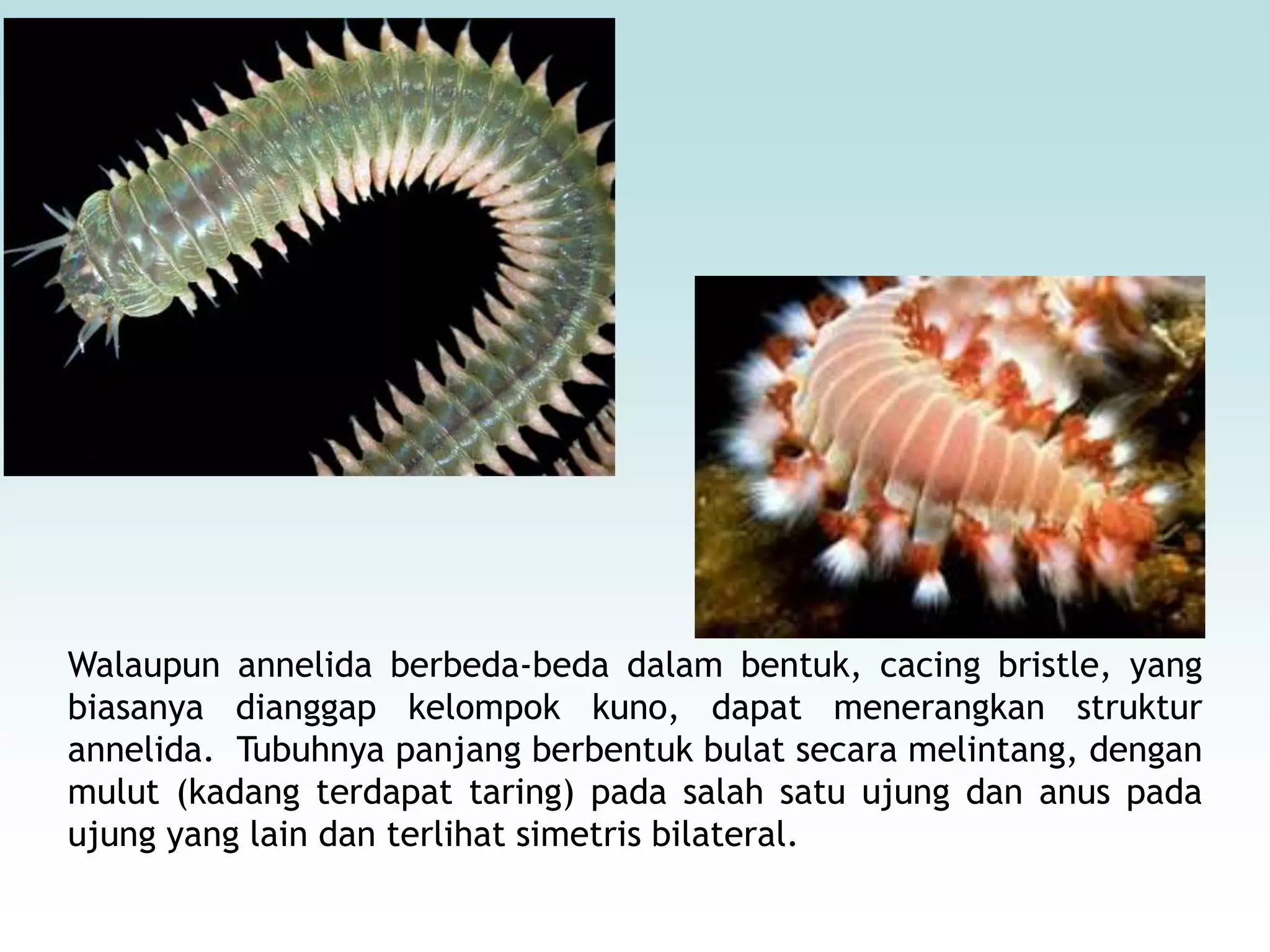 1-Annelida.ppt