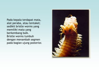 1-Annelida.ppt