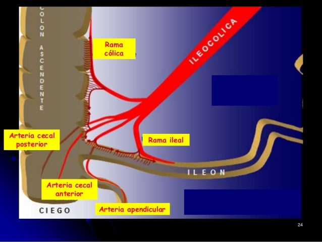 1 arterias abdomen y pelvis