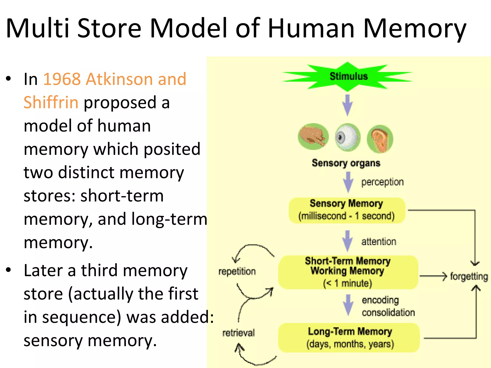 1. Atkinson- Shiffrin model of memory | PPT | Data Storage and Warehousing | Computing