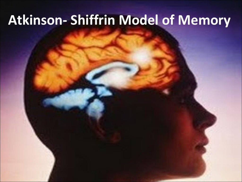 1 Atkinson Shiffrin Model Of Memory