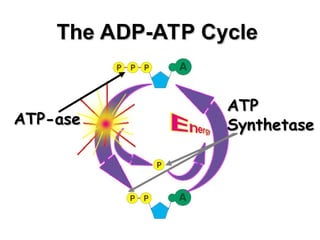 Adenosine triphosphate organic molecules | PPT