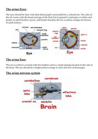 Avian biology ---- Dr Fares El-Khayat | DOC