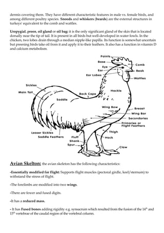 Avian biology ---- Dr Fares El-Khayat | DOC