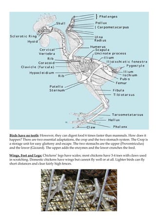 Avian biology ---- Dr Fares El-Khayat | DOC