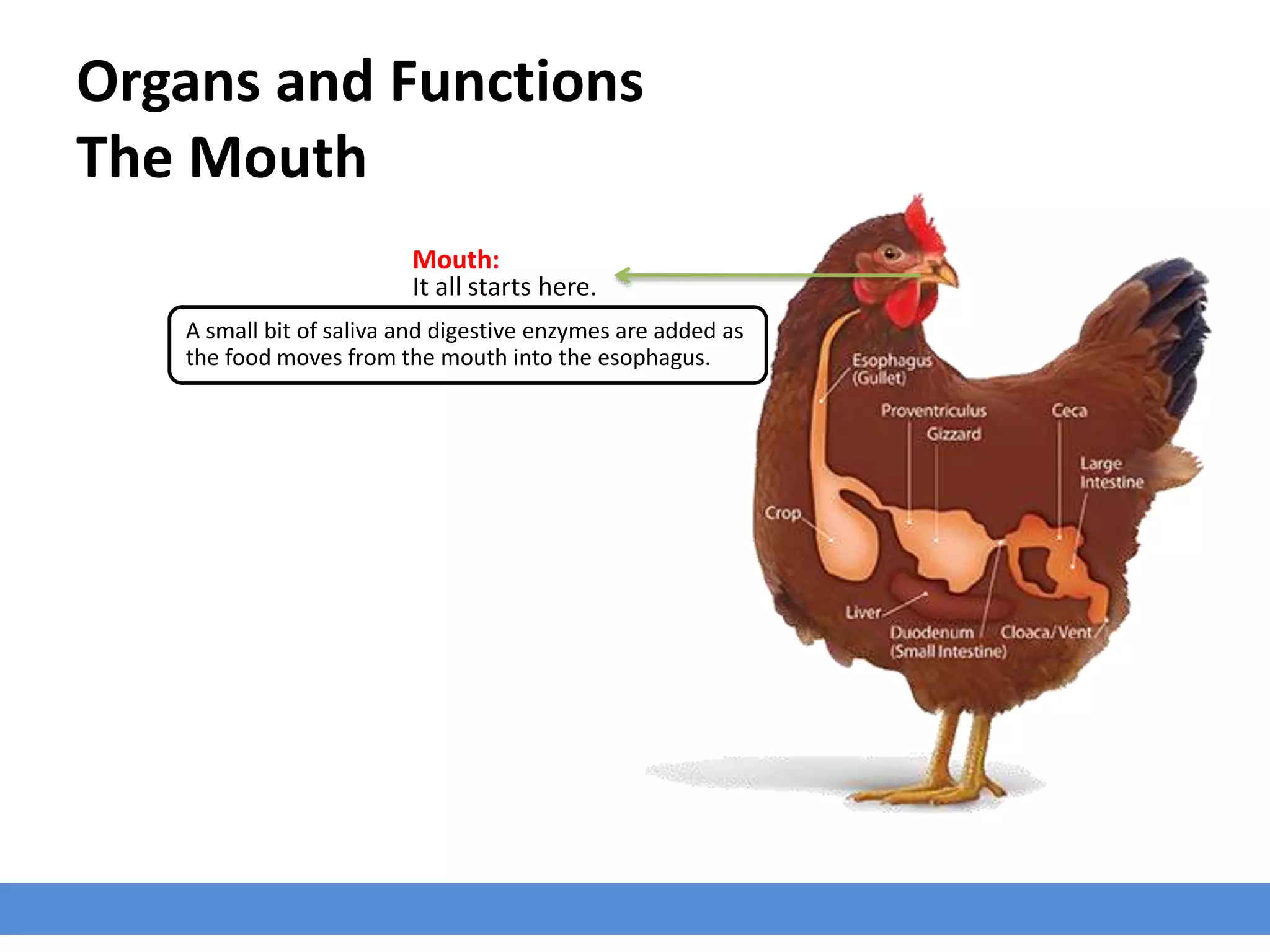 Avian Digestive System | PPTX
