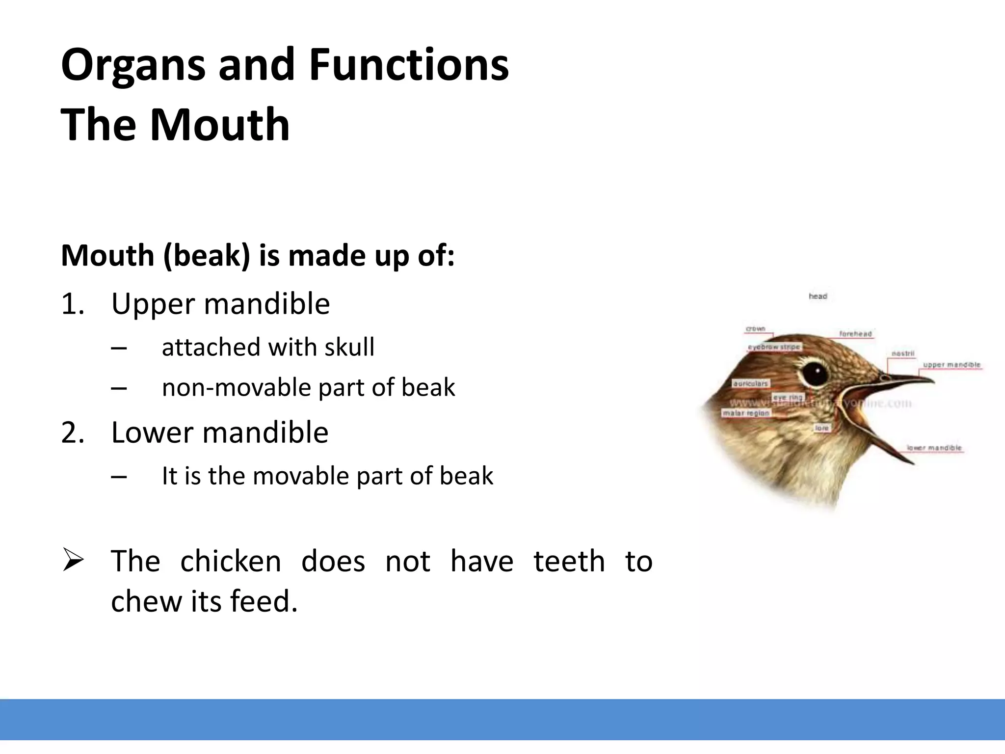 Avian Digestive System | PPTX