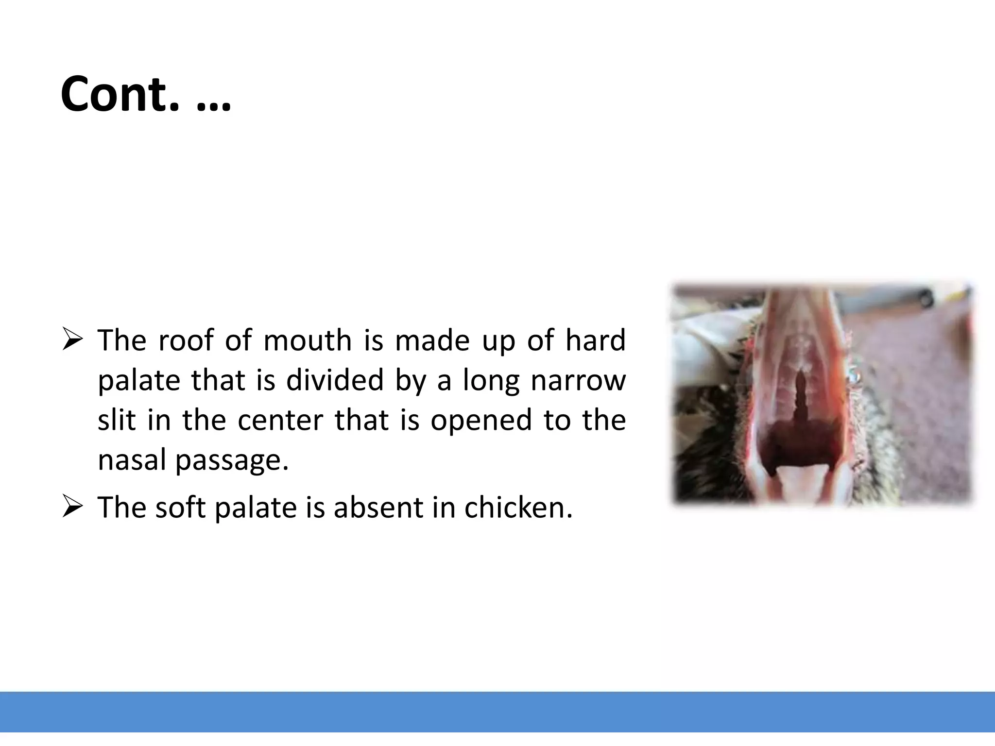 Avian Digestive System | PPTX