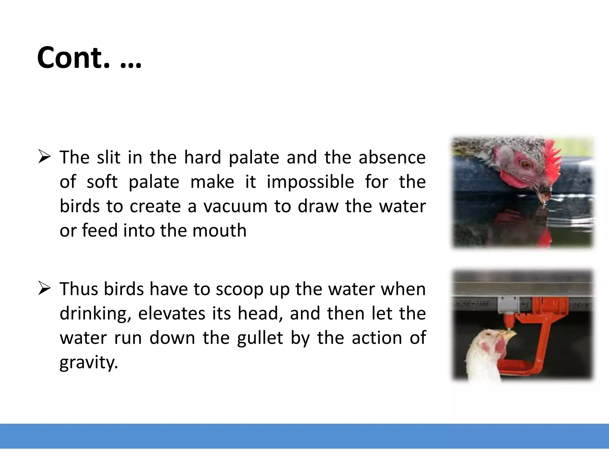 Avian Digestive System | PPTX
