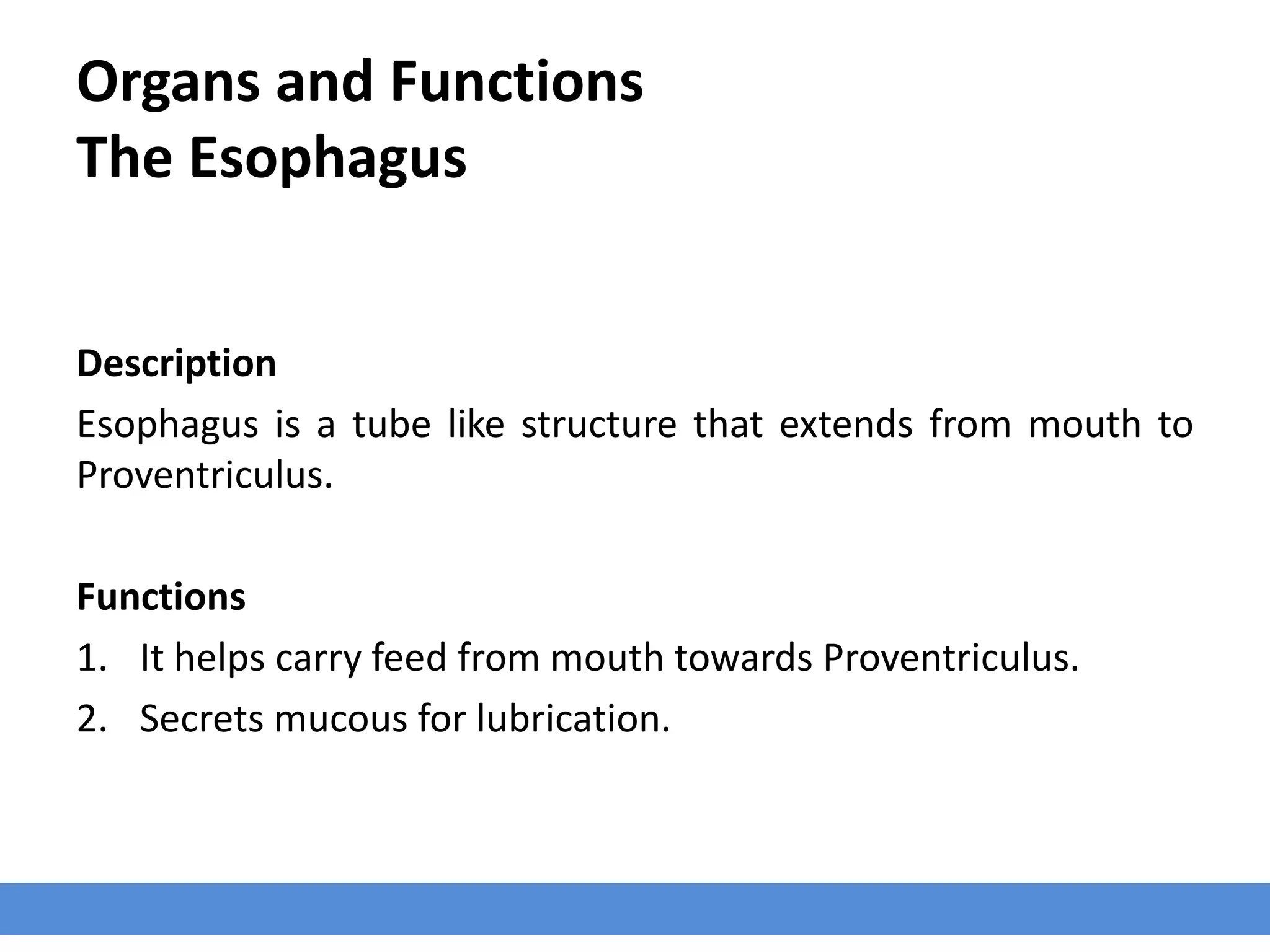 Avian Digestive System | PPTX