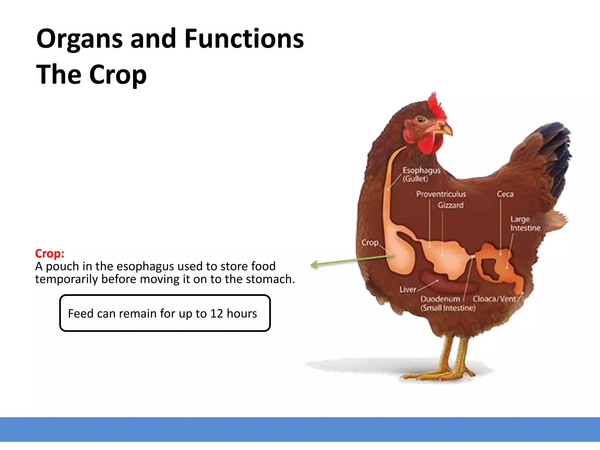 Avian Digestive System | PPTX