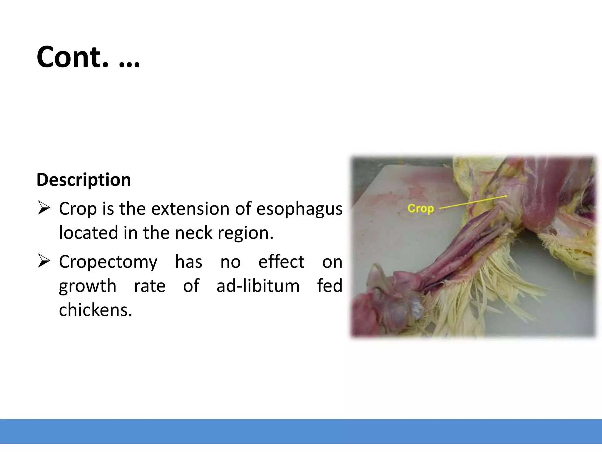Avian Digestive System | PPTX | Digestive Disorders | Diseases and ...