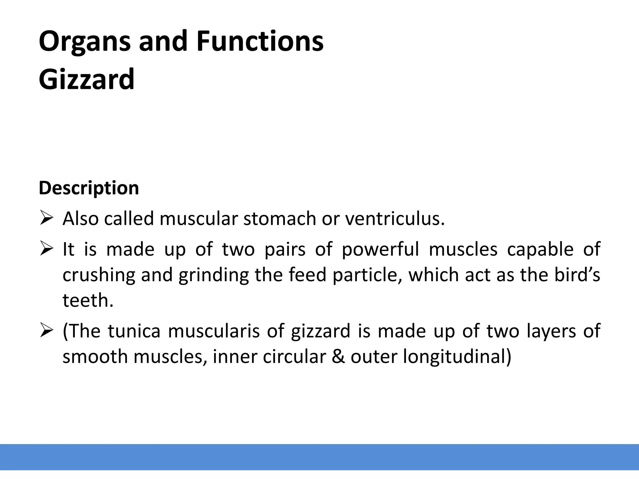 Avian Digestive System | PPTX