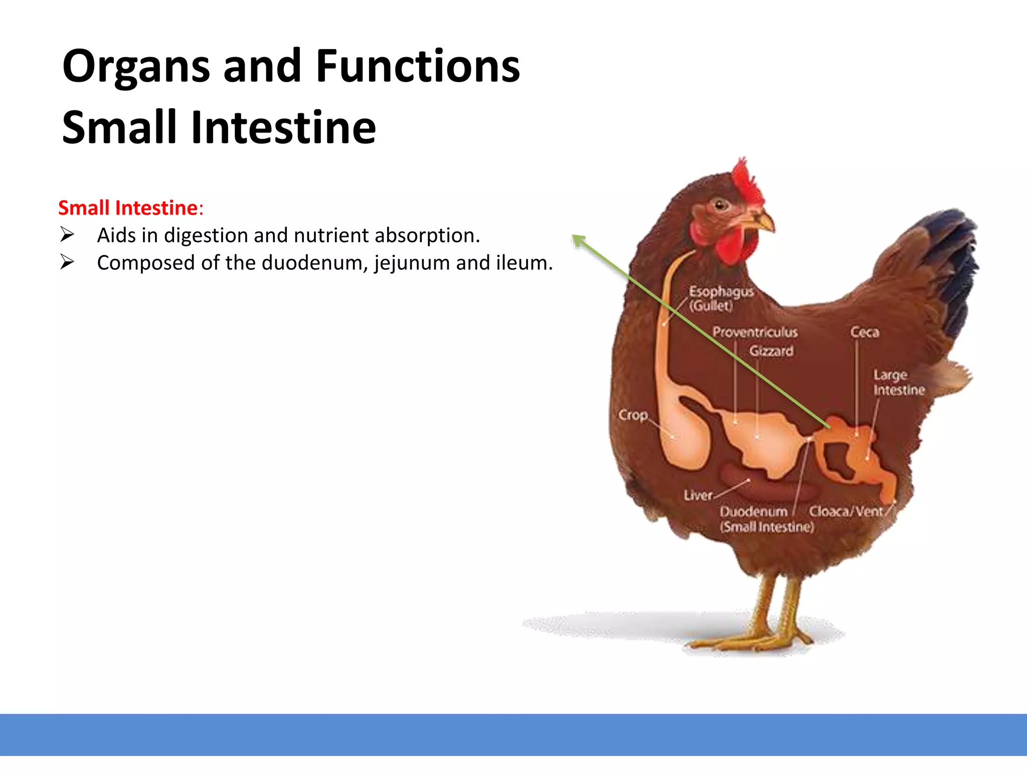 Avian Digestive System | PPTX