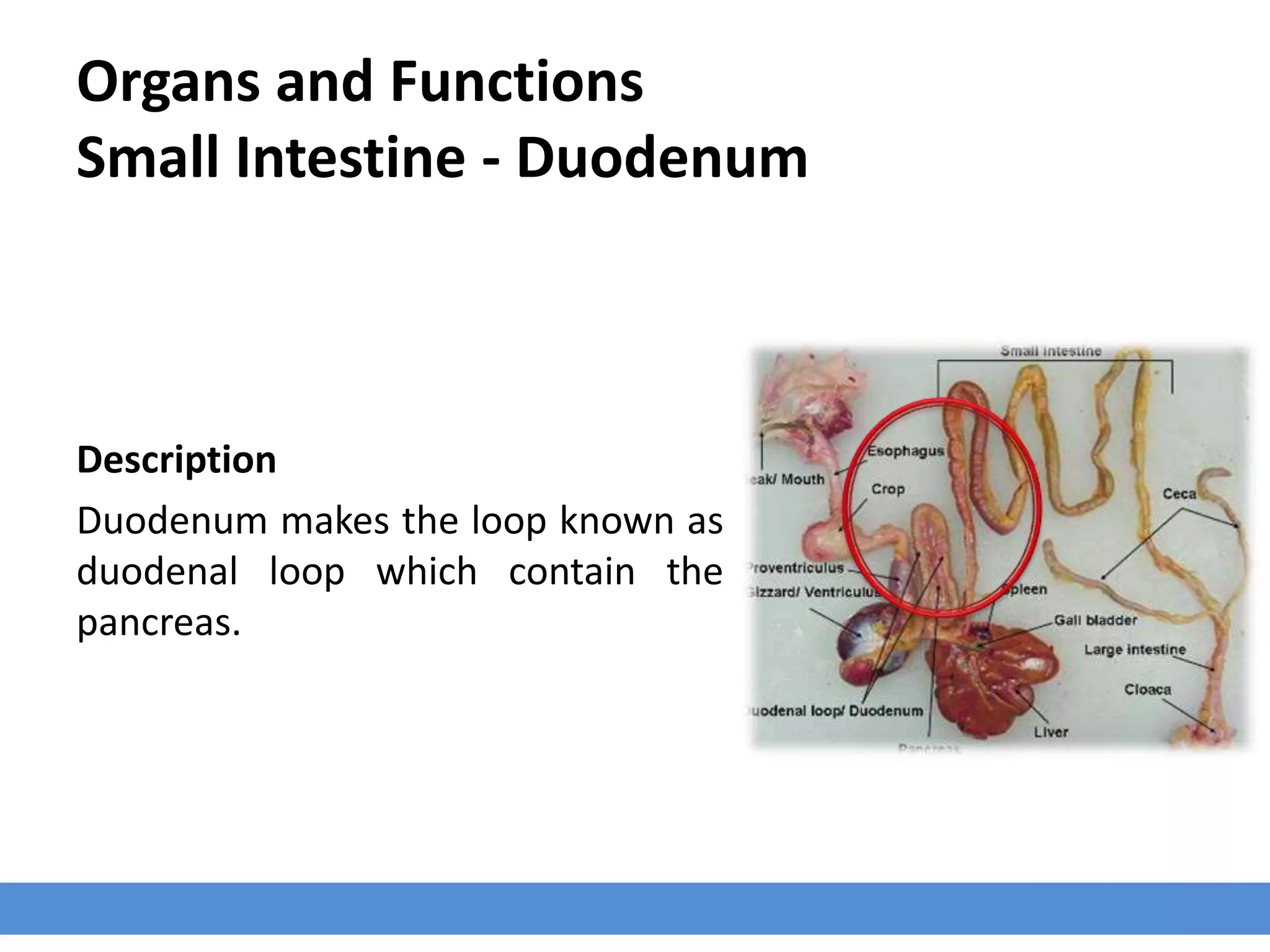 Avian Digestive System | PPTX