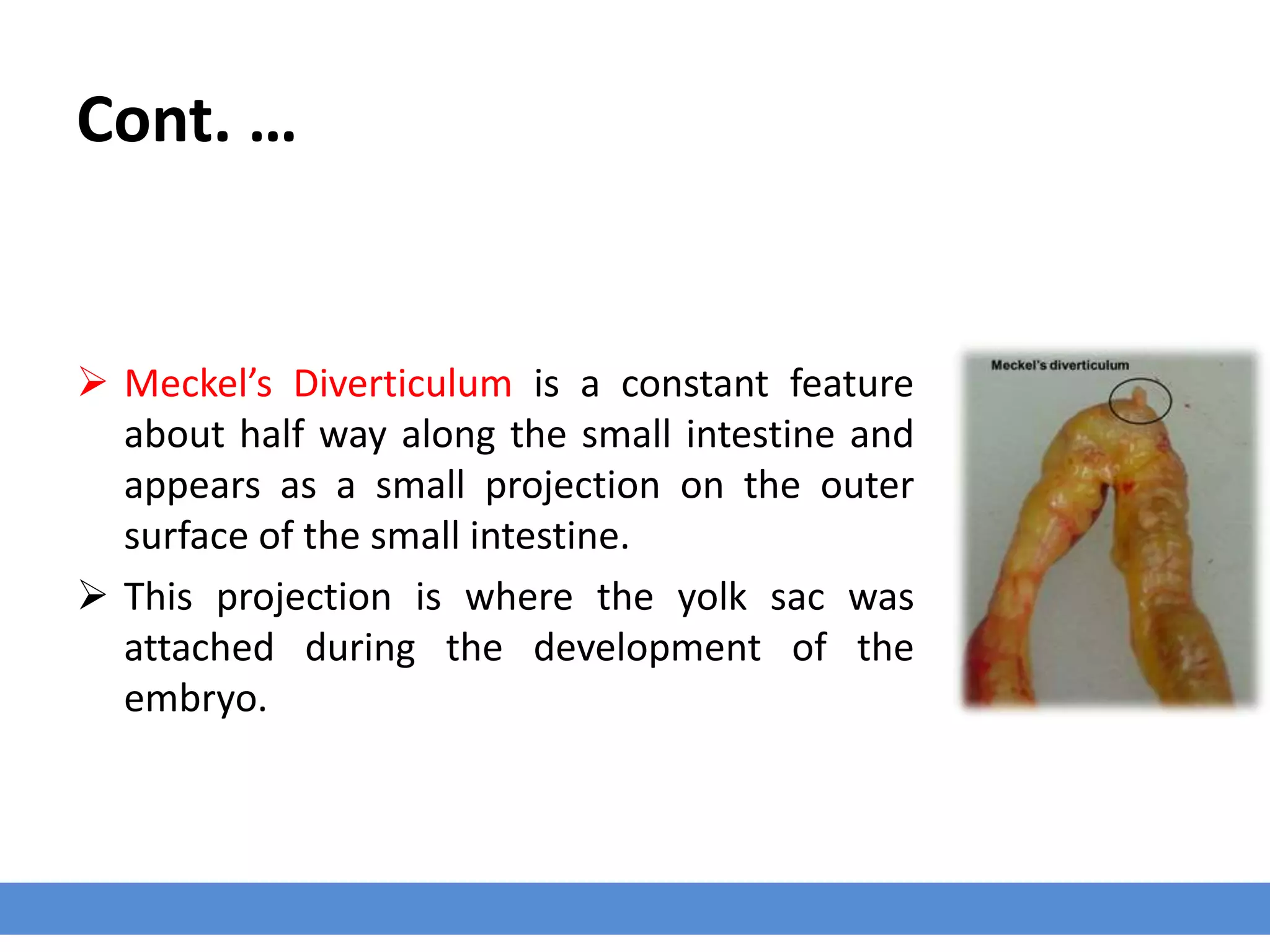 Avian Digestive System | PPTX